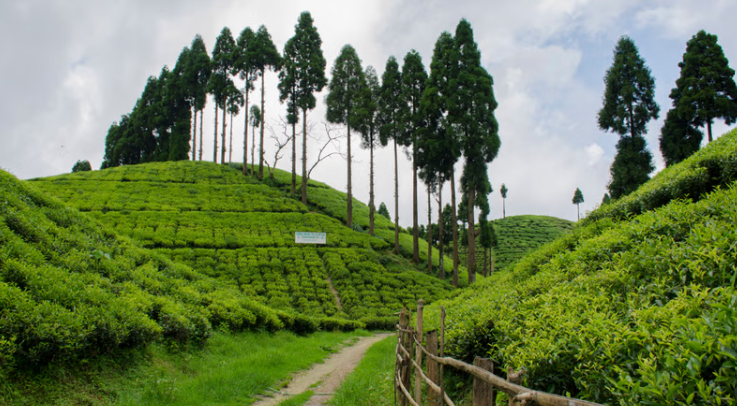 Top 10 Places to Visit in Siliguri, India - Must-See Spots!