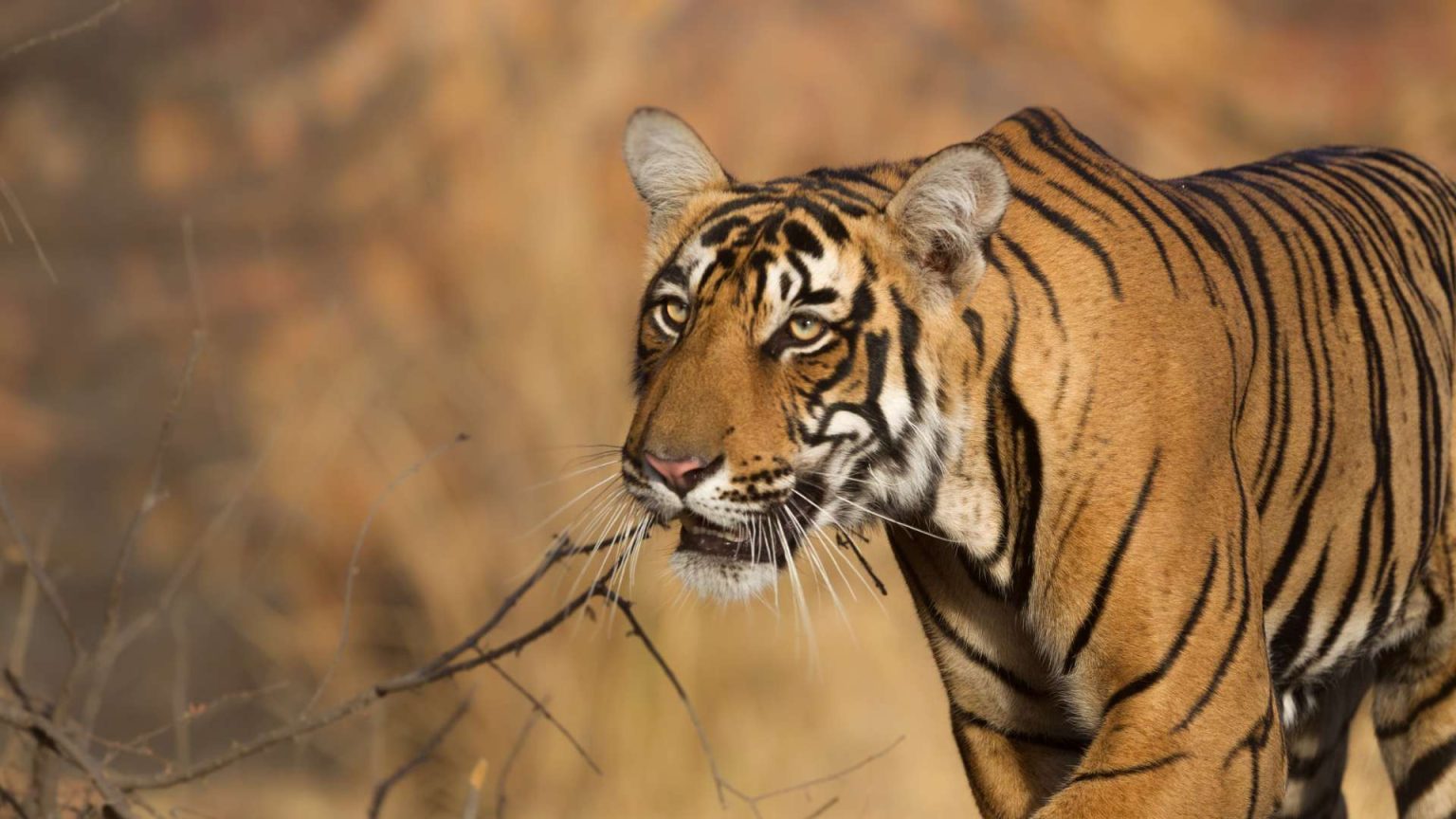 Top 10 National Parks in India | Biggest Biodiversity Reserves