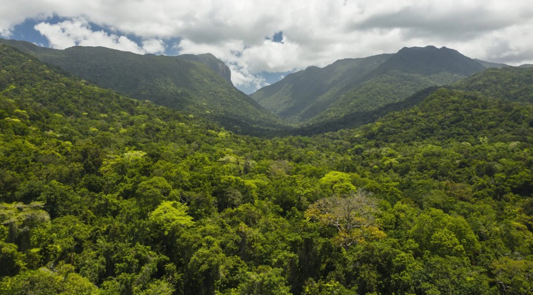 Top 10 World Biggest Forest | Explore the Largest Forest Ecosystems
