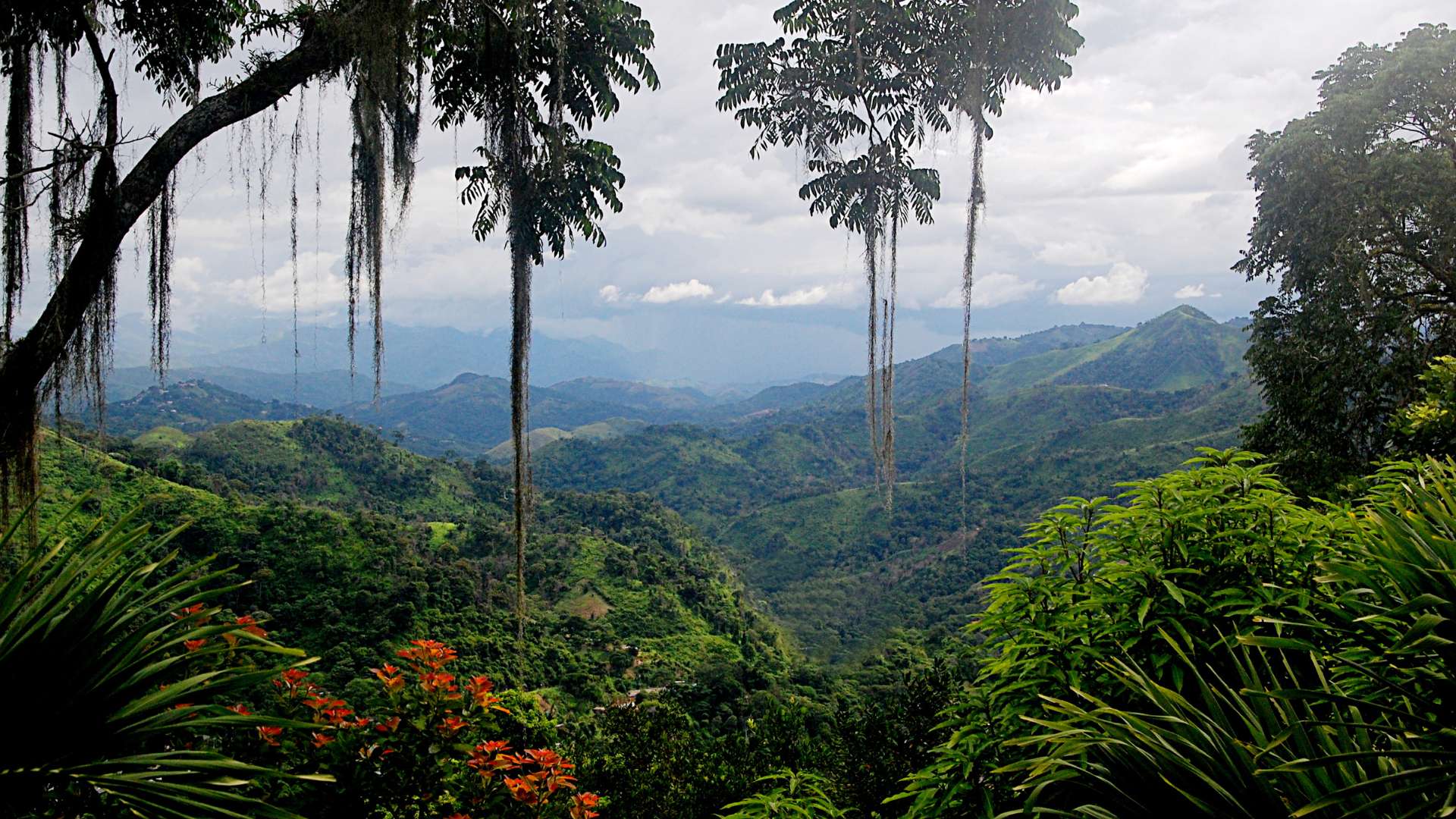 Top 10 World Biggest Forest | Explore the Largest Forest Ecosystems