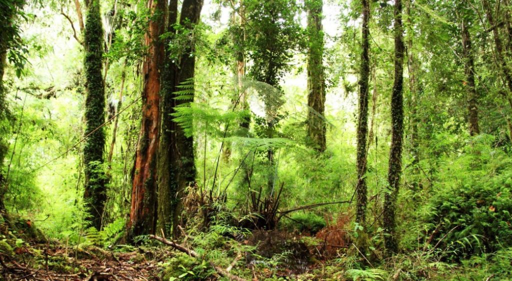Top 10 World Biggest Forest | Explore the Largest Forest Ecosystems
