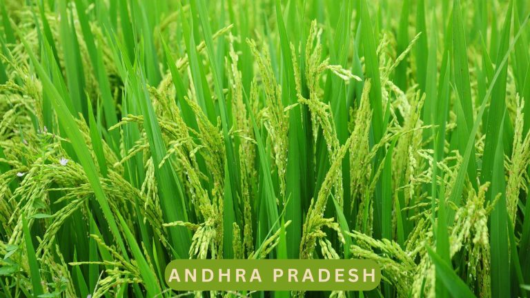 Top 10 Largest Rice Producing State in India | Region-Wise Rankings ...