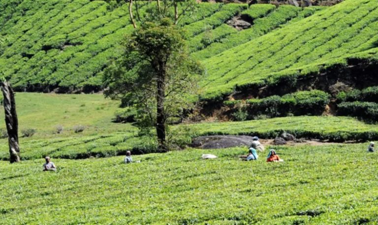 Top 10 Largest Tea Producing State in India | Biggest Tea Regions