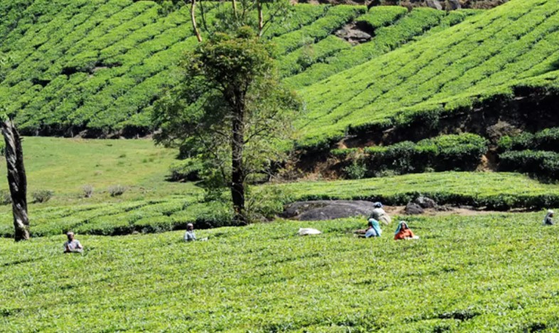 Top 10 Largest Tea Producing State in India | Biggest Tea Regions