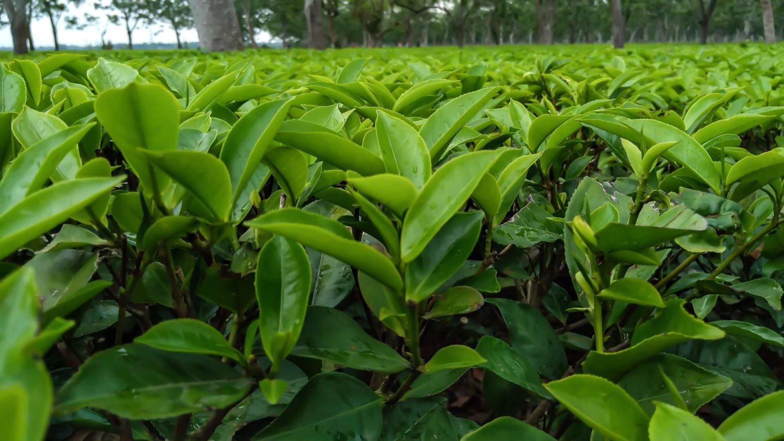 Top 10 Largest Tea Producing State in India | Biggest Tea Regions