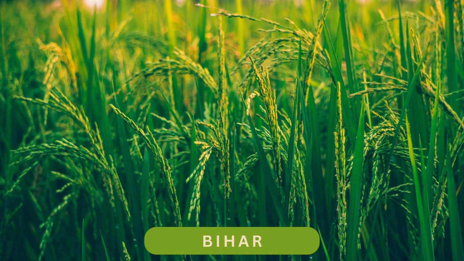 Top 10 Largest Rice Producing State in India | Region-Wise Rankings ...