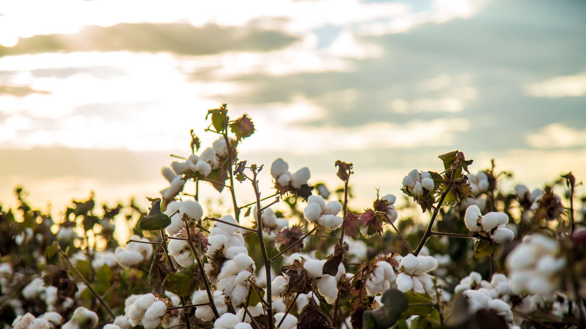 Top 10 Largest Producer of Cotton in India | Biggest Cotton Growing States