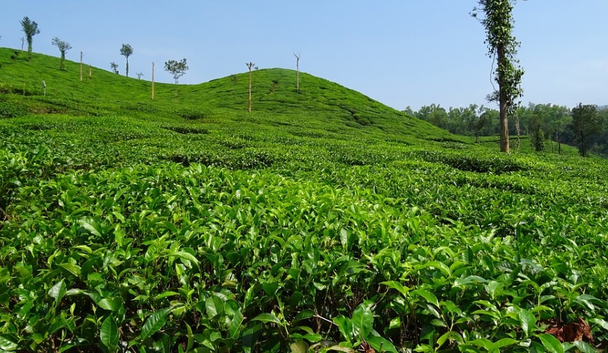 Top 10 Largest Tea Producing State in India | Biggest Tea Regions