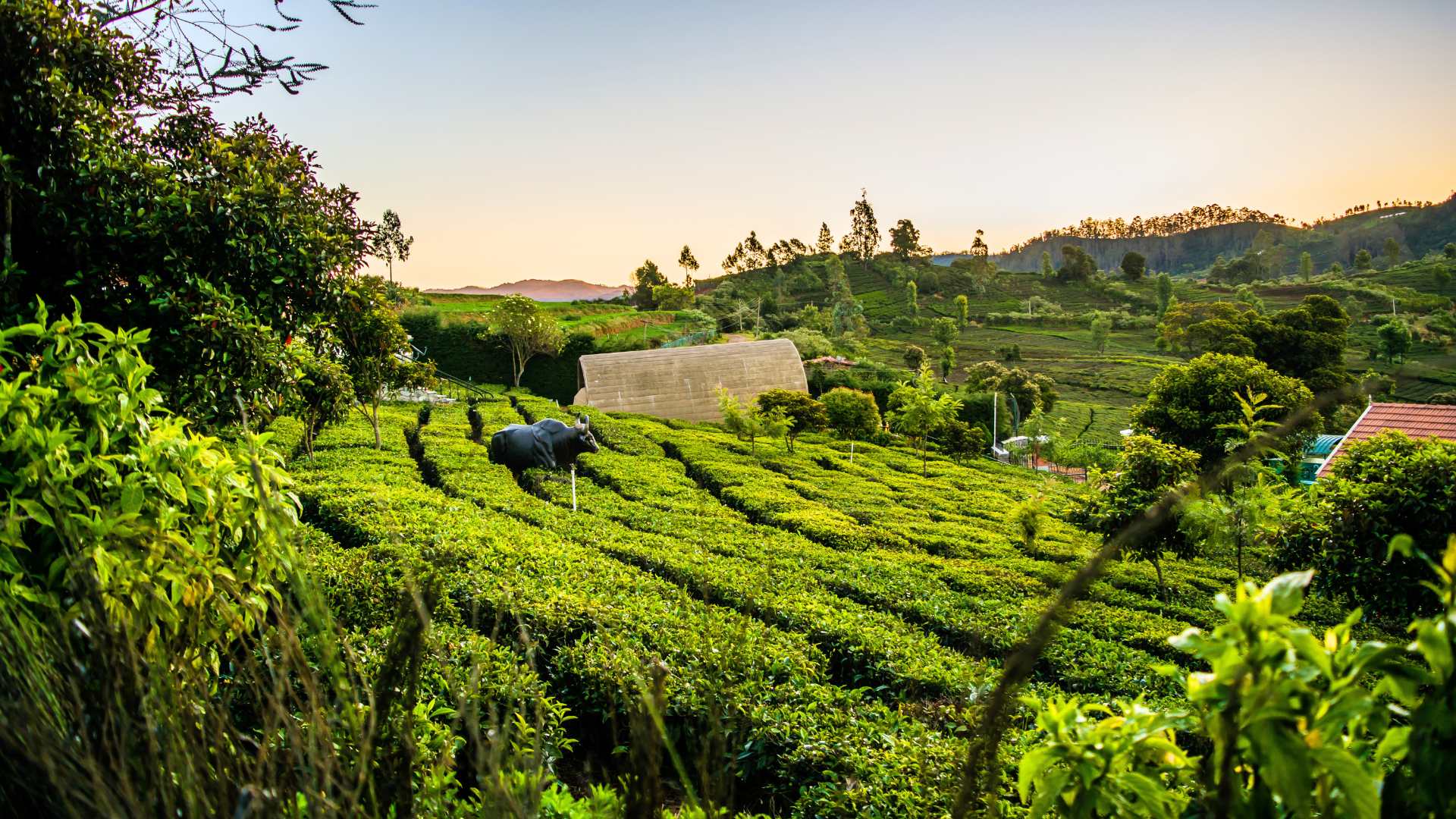 Top 10 Largest Tea Producing State in India | Biggest Tea Regions