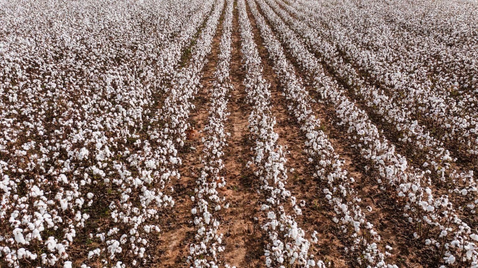 Top 10 Largest Producer of Cotton in India | Biggest Cotton Growing States