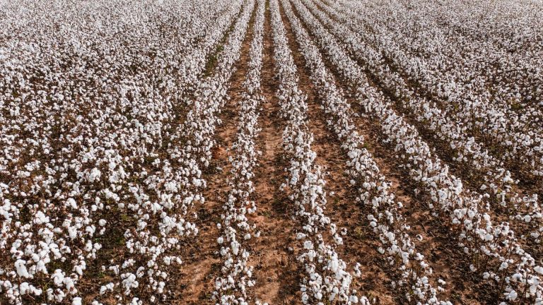Top 10 Largest Producer of Cotton in India | Biggest Cotton Growing States