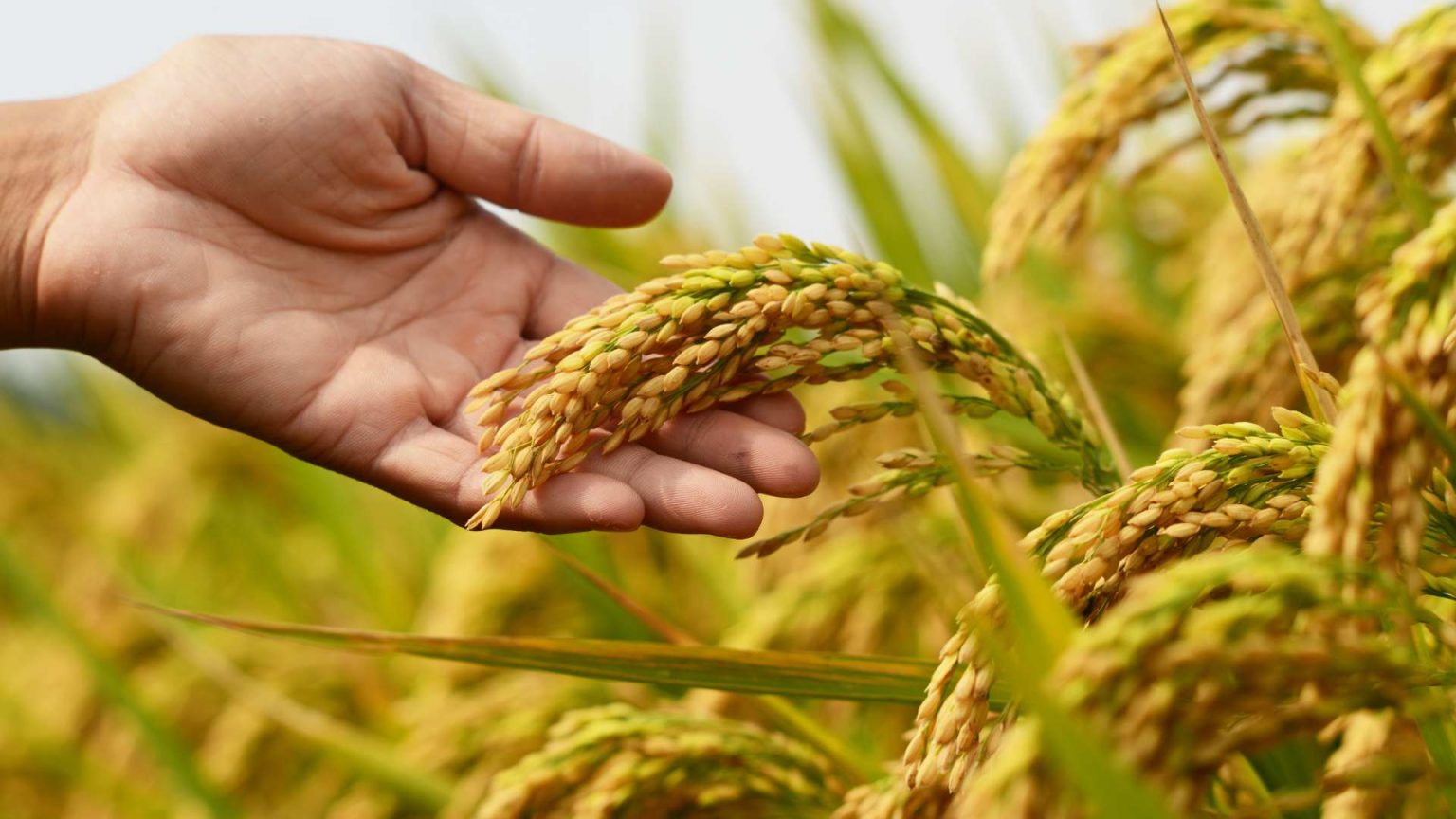 Top 10 Largest Rice Producing State in India | Region-Wise Rankings ...