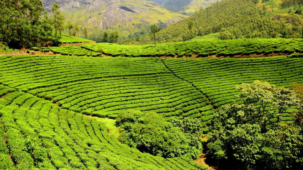 Top 10 Largest Tea Producing State in India | Biggest Tea Regions