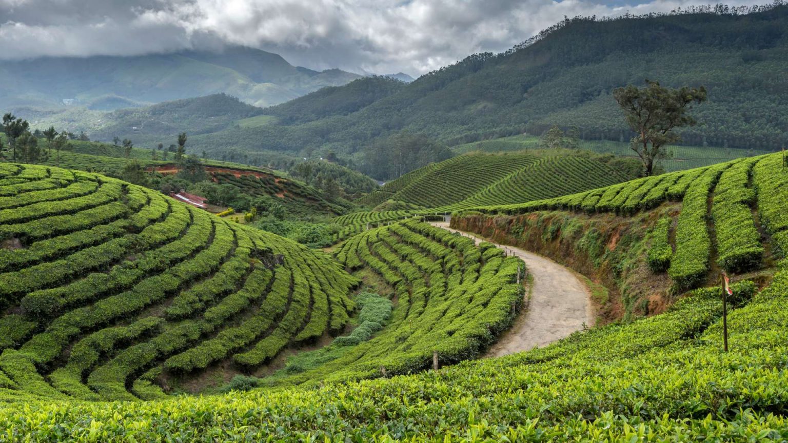Top 10 Largest Tea Producing State in India | Biggest Tea Regions