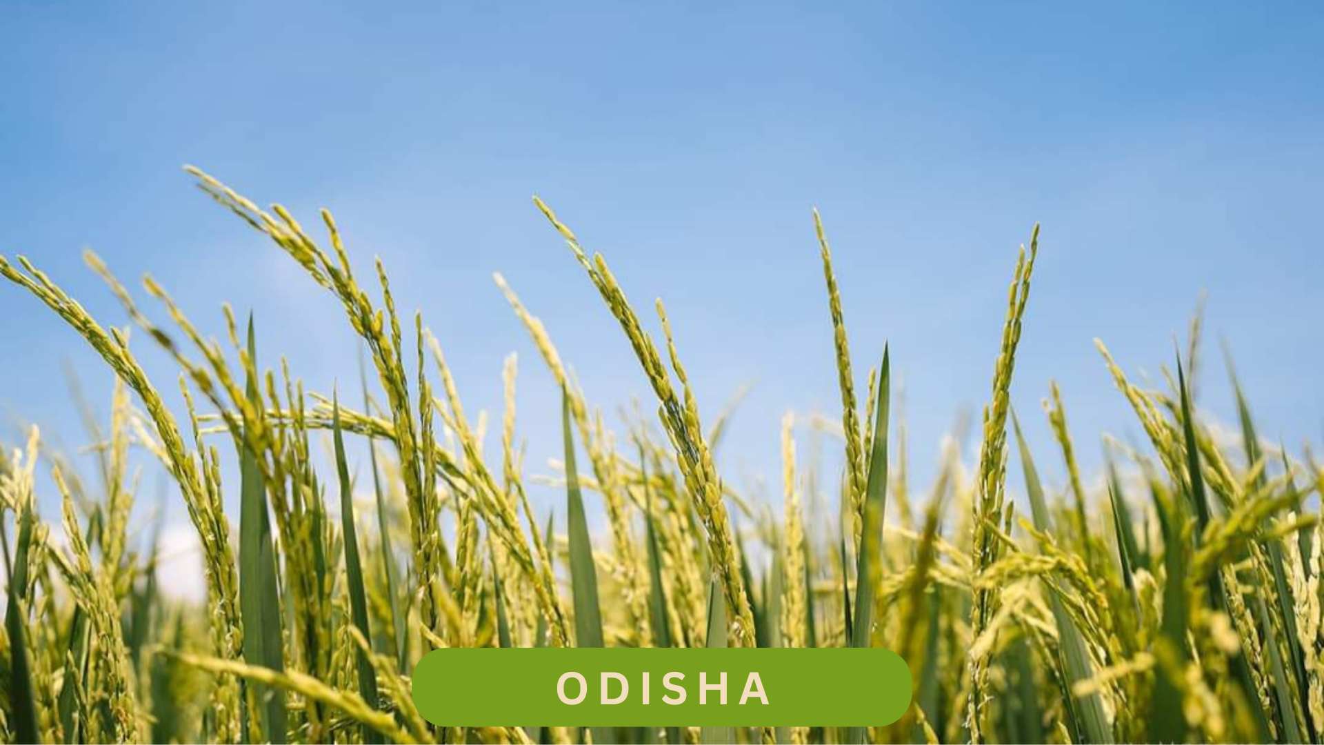 Top 10 Largest Rice Producing State in India | Region-Wise Rankings ...