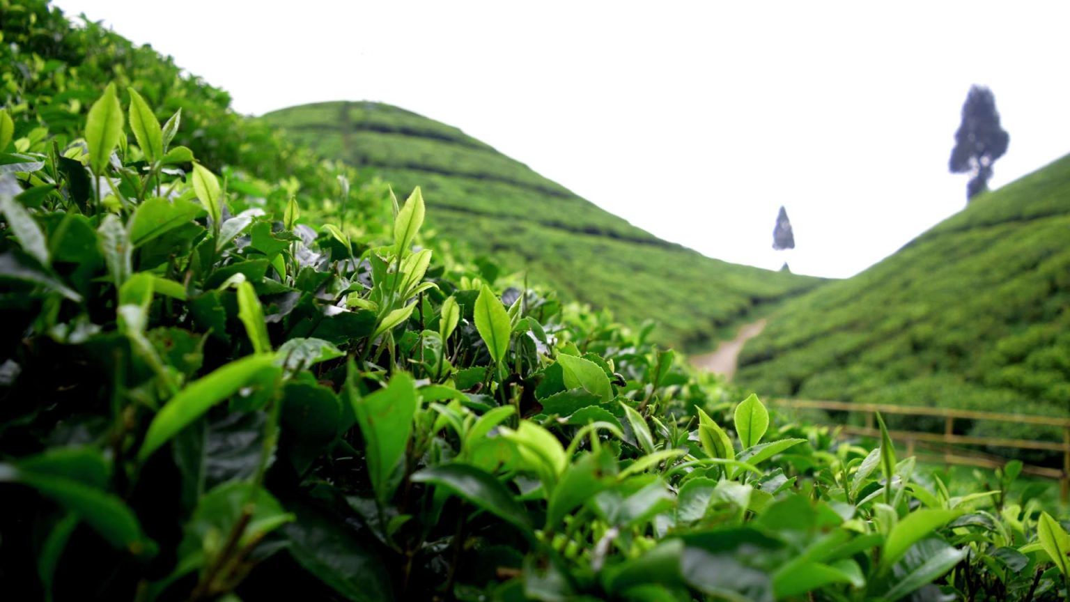 Top 10 Largest Tea Producing State in India | Biggest Tea Regions