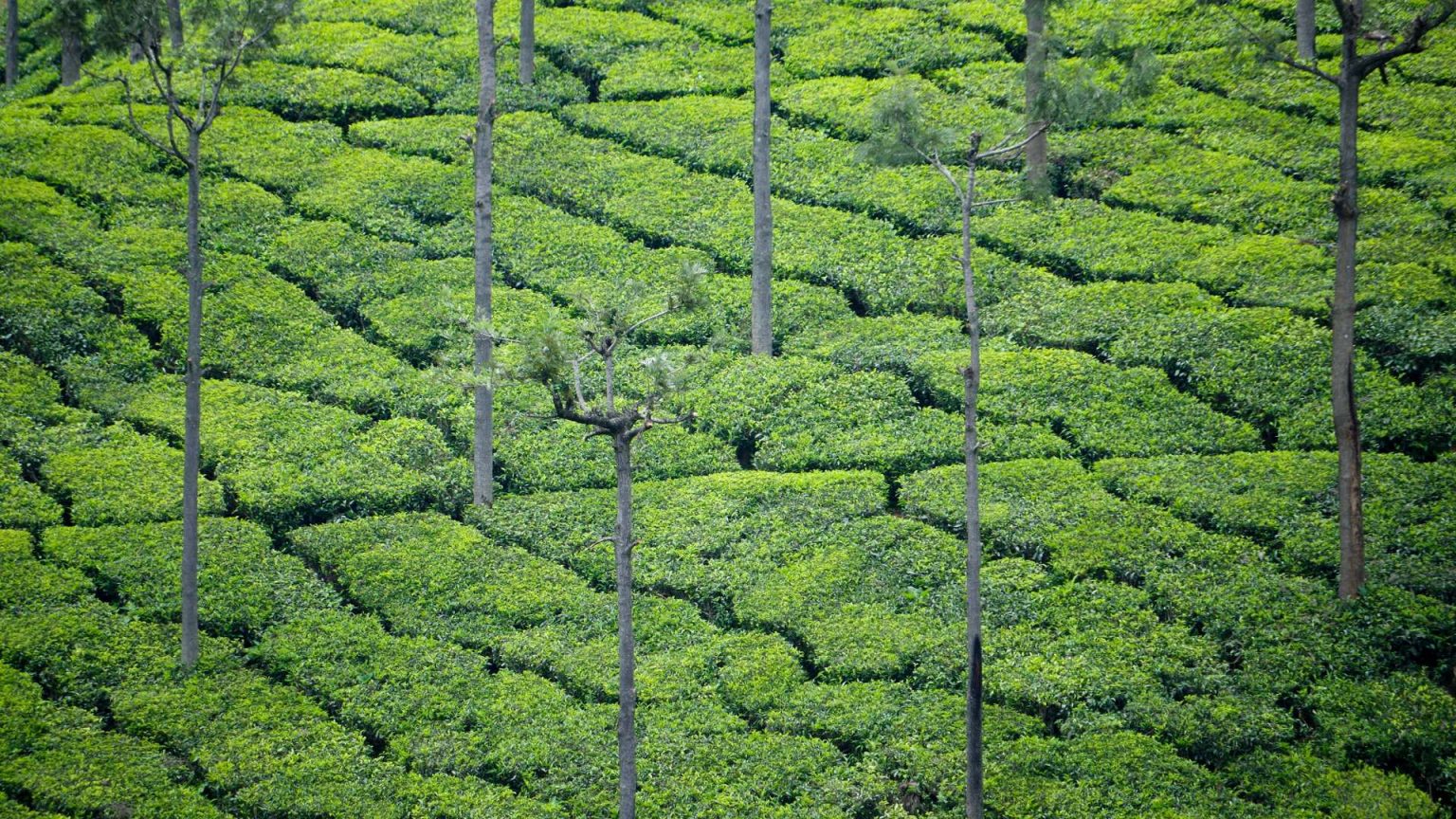 Top 10 Largest Tea Producing State in India | Biggest Tea Regions