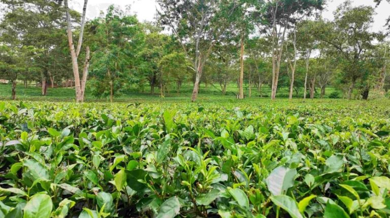 Top 10 Largest Tea Producing State in India | Biggest Tea Regions