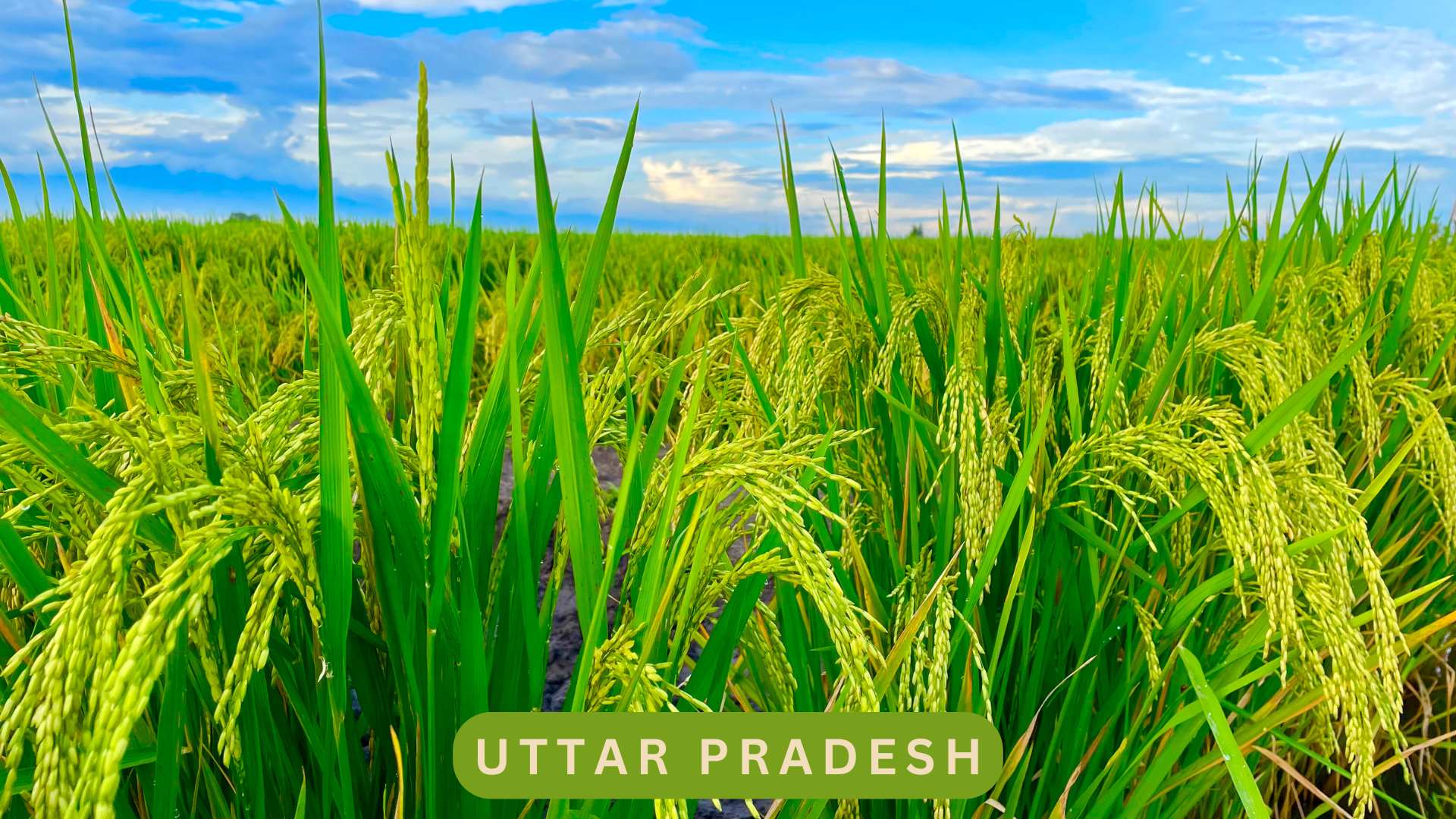 Top 10 Largest Rice Producing State in India | Region-Wise Rankings ...