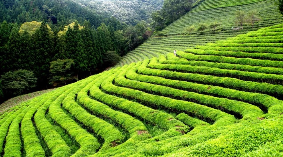Top 10 Largest Tea Producing State in India | Biggest Tea Regions