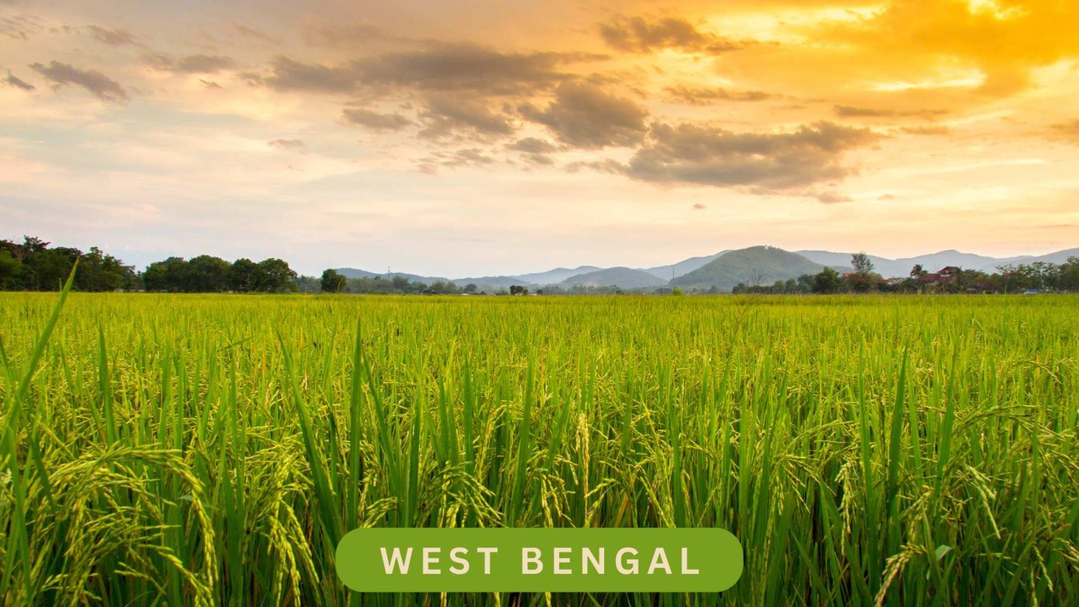 Top 10 Largest Rice Producing State in India | Region-Wise Rankings ...