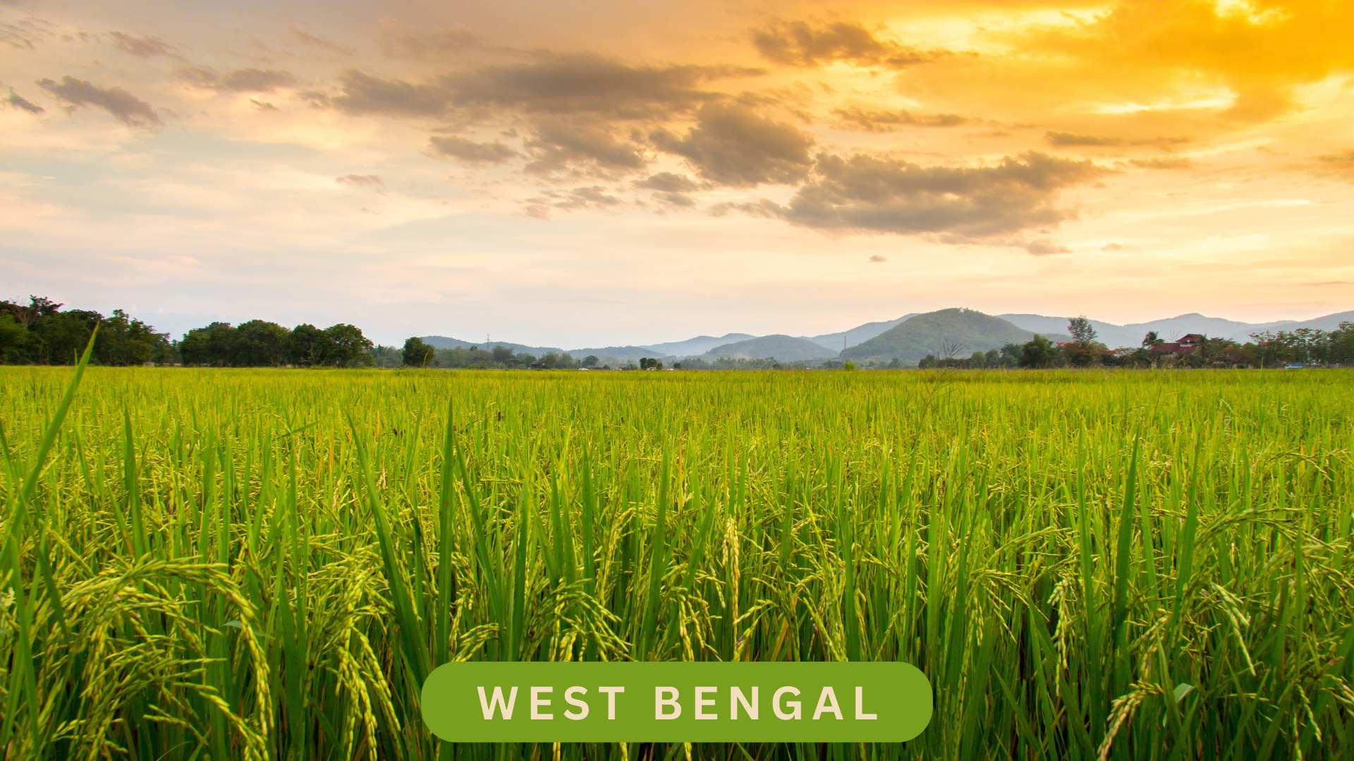 Top 10 Largest Rice Producing State in India | Region-Wise Rankings ...