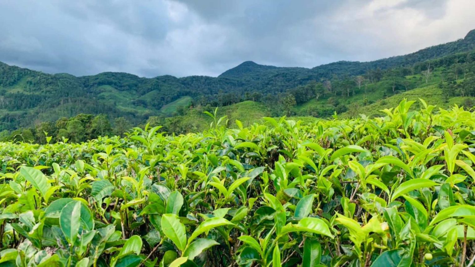 Top 10 Largest Tea Producing State in India | Biggest Tea Regions