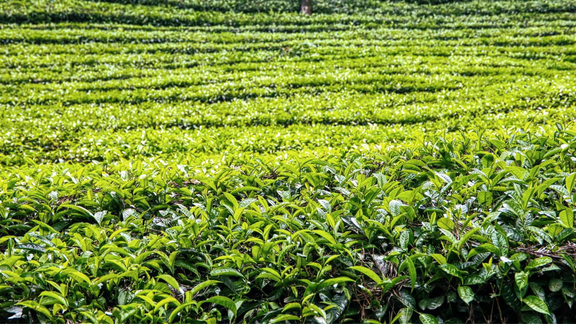 Top 10 Largest Tea Producing State in India | Biggest Tea Regions